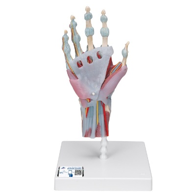 Hand Skeleton Model w/ Ligaments & Muscles | Health and Care
